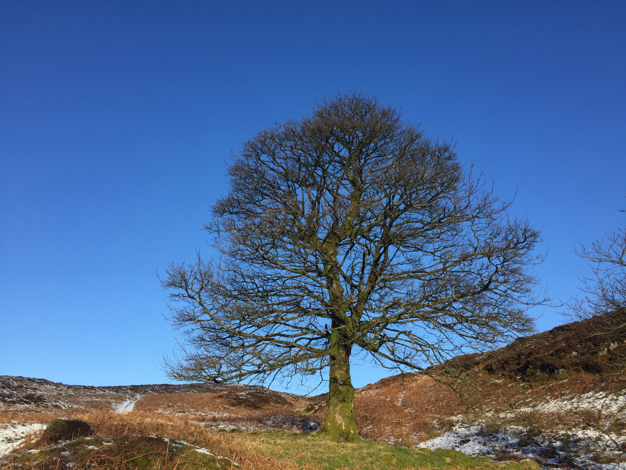 Sycamore Another Blue Sky Today 3 In A Row Sycamore Another Blue Sky Today 3 In A Row