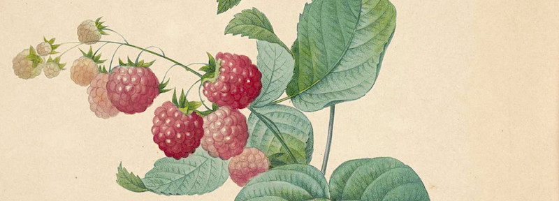 raspberrypi | ScotEduBlogs